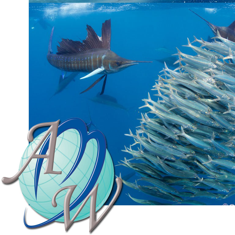 Ms/y Elegante | La Compagnia del Mar Rosso