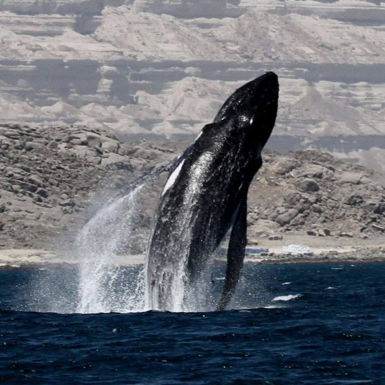 AltriMari | La Compagnia del Mar Rosso