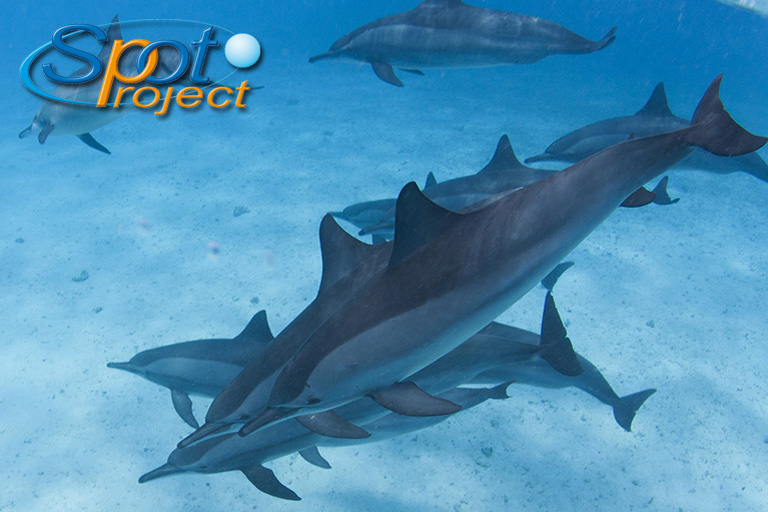 Home | La Compagnia del Mar Rosso